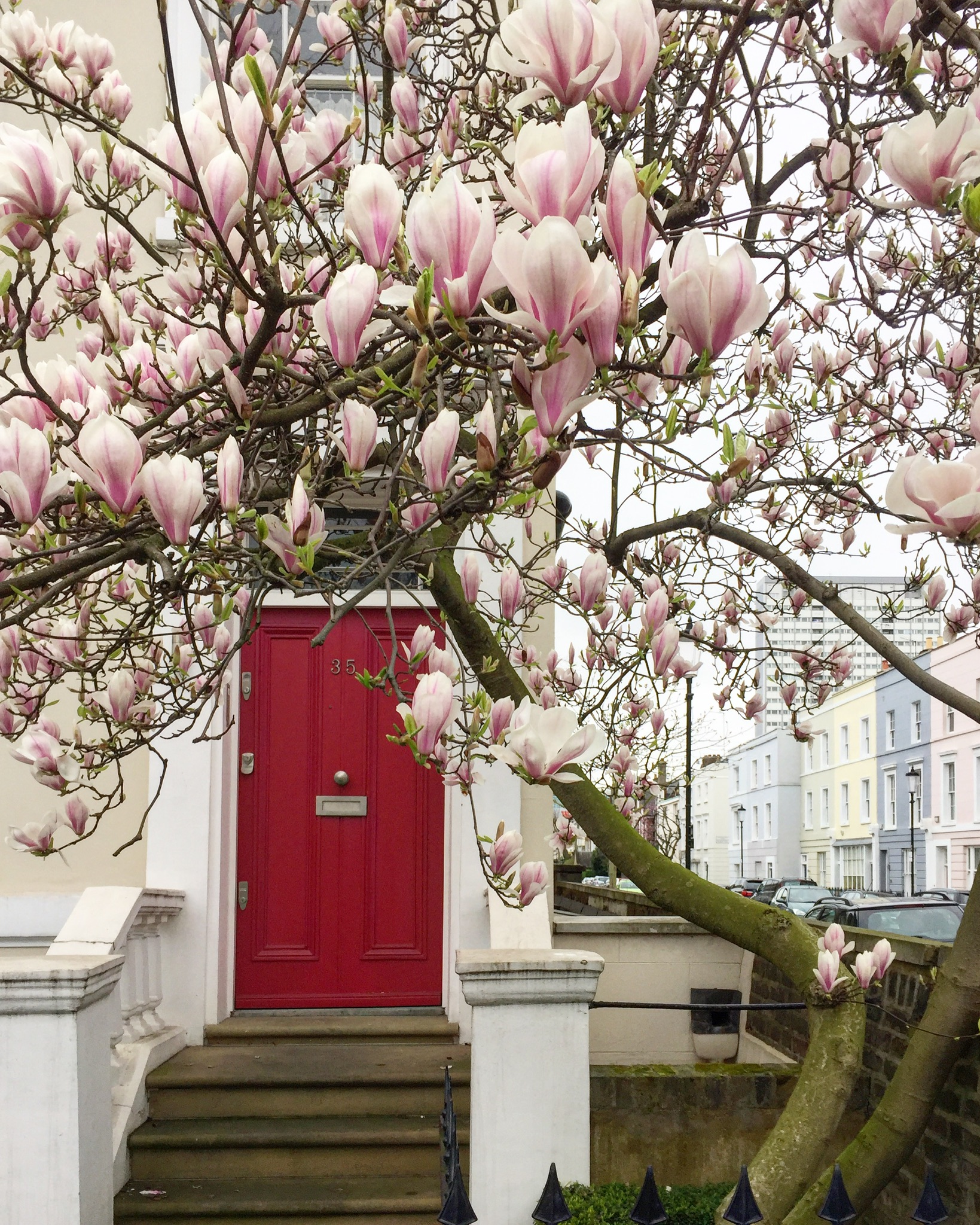 Blooming London: Where to Find London’s prettiest Magnolia – London is Pink